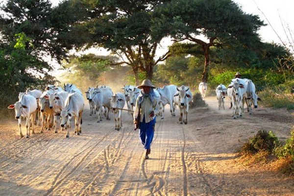Lifestyle, Communication and Working of Burmese People - Myanmar Tours