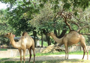 Yangon Zoological Garden - Myanmar Tours