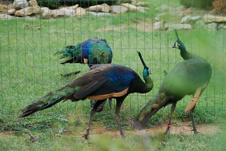 Green Peafowl | Myanmar National Animal - Myanmar Tours