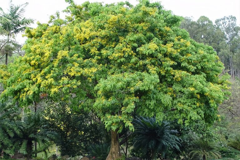 National Flowers of Myanmar | Padauk & Thazin - Myanmar Tours