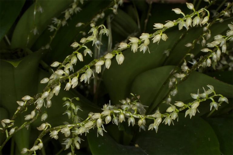 National Flowers of Myanmar | Padauk & Thazin - Myanmar Tours