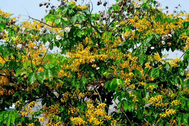 National Flowers of Myanmar | Padauk & Thazin - Myanmar Tours
